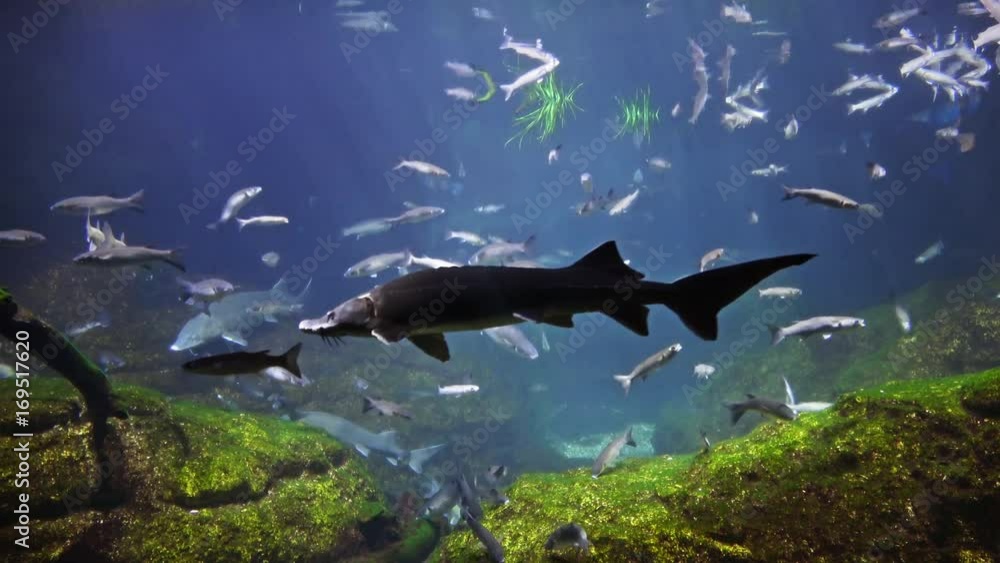 Beautiful fish aquarium, deep underwater world view, different water ...