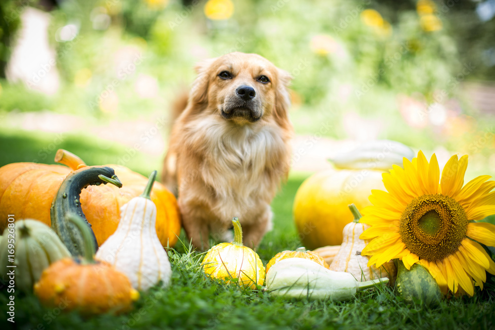 der treue Hund im Garten Stock Photo | Adobe Stock