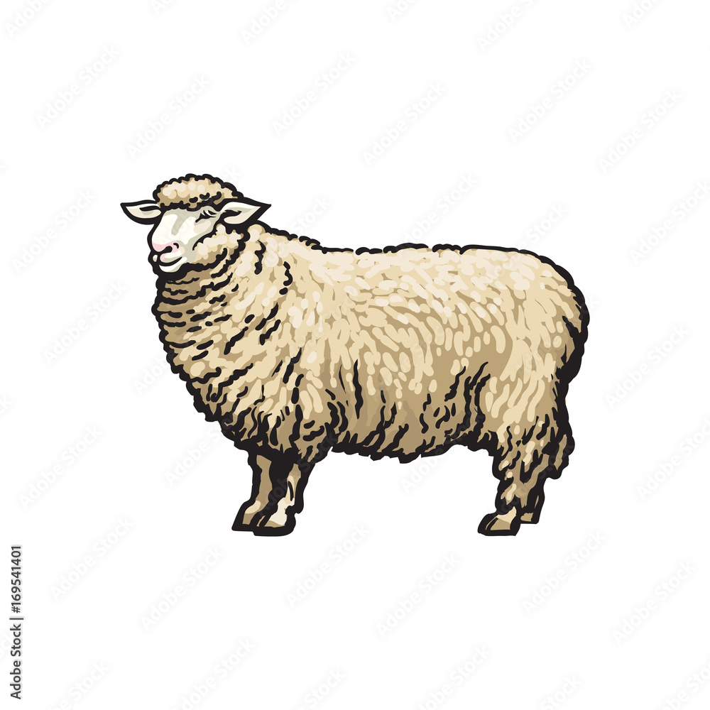 vector sketch cartoon style sheep. Isolated illustration on a white ...