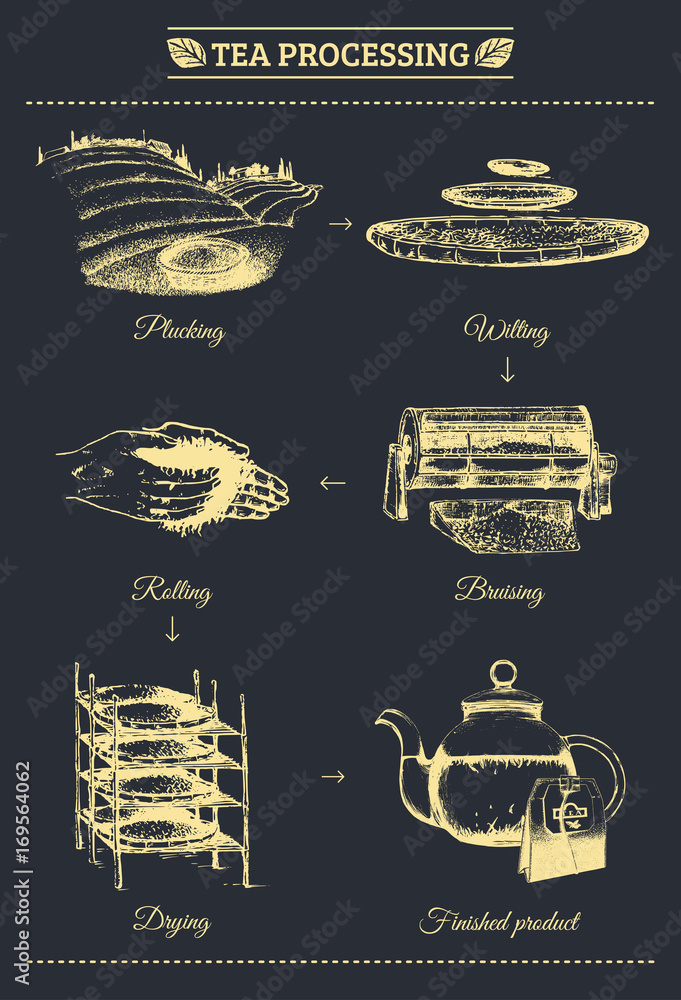 Vector infographics with illustrations of tea processing. Hand sketched ...