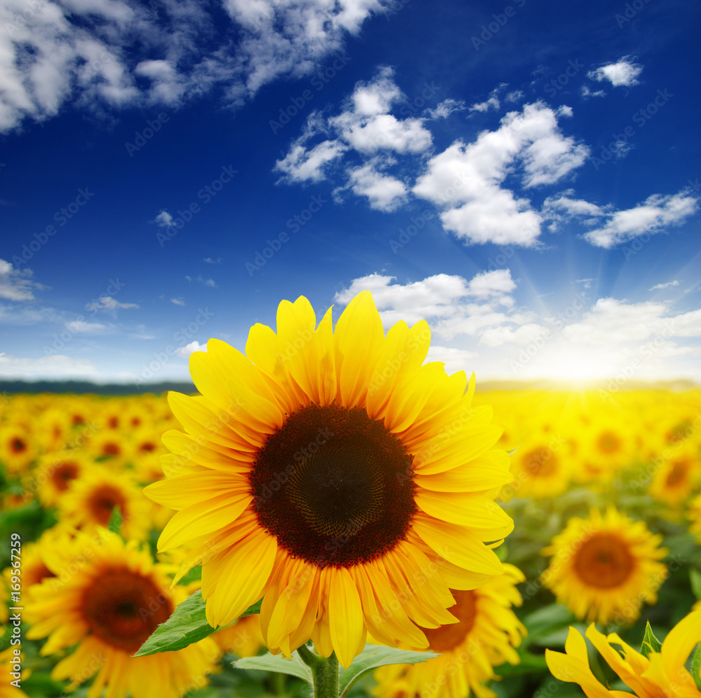 sunflowers and sun Stock Photo | Adobe Stock