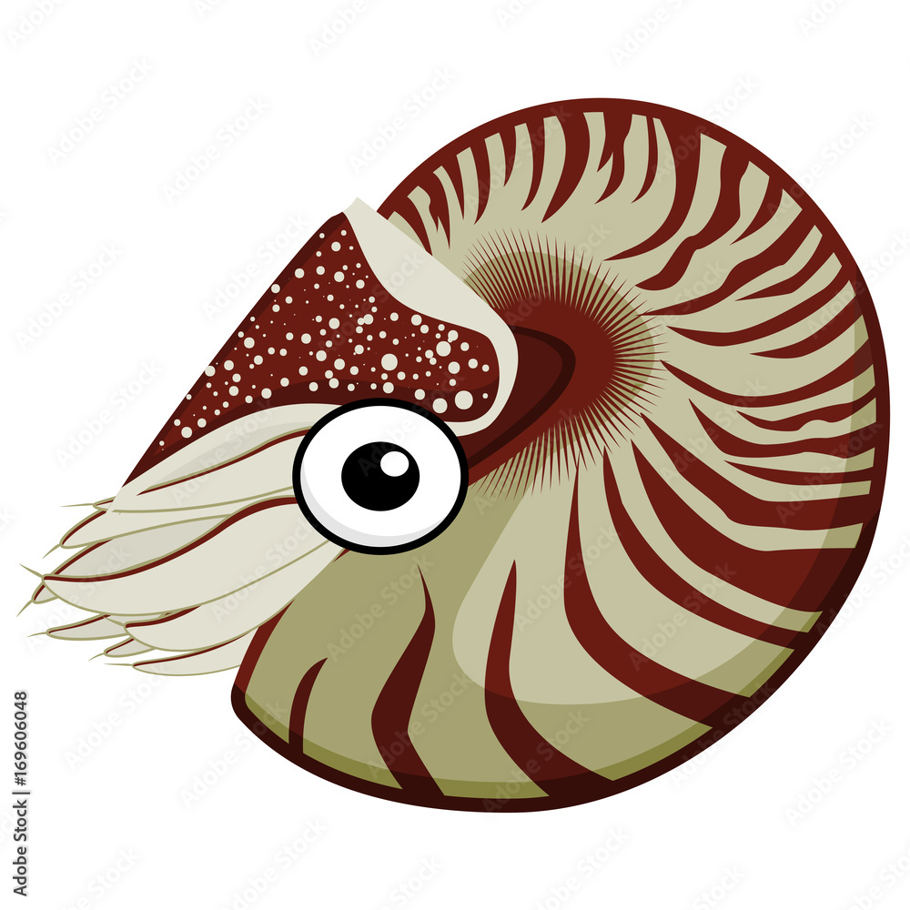 Nautilus Shell Clip Art Nautilus Shell Clip Art
