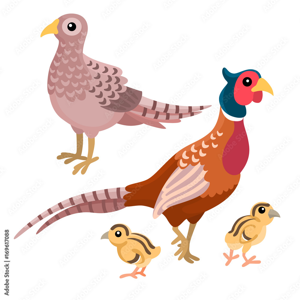 Poster Family of pheasants on the white background / Two adult ...