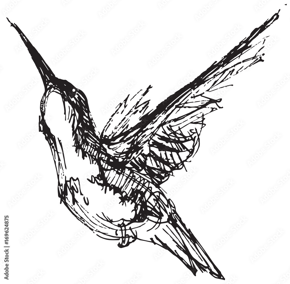 Vector illustration of a hummingbird in pen and ink style Stock Vector ...