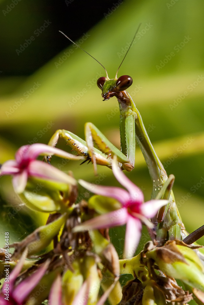 Louva-a-deus (Mantodea) | Praying mantis fotografado em Guarapari ...