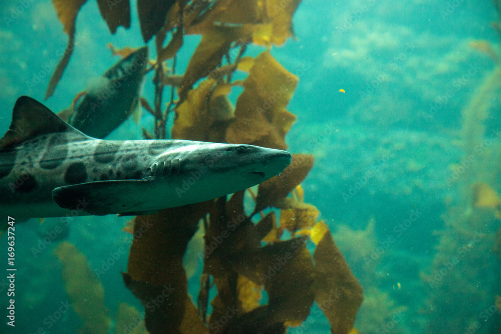 Leopard shark Triakis semifasciata is a species of carpet shark Stock ...