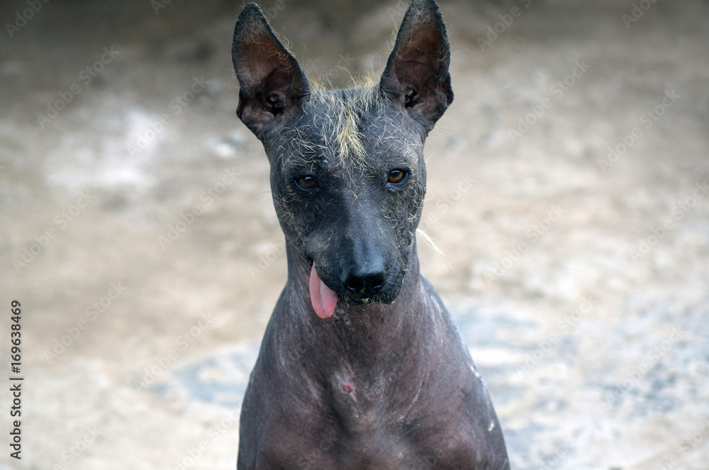 Perro peruano foto de Stock | Adobe Stock