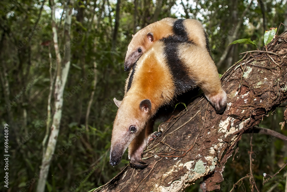 Tamanduá-mirim (Tamandua tetradactyla) | Southern tamandua fotografado ...