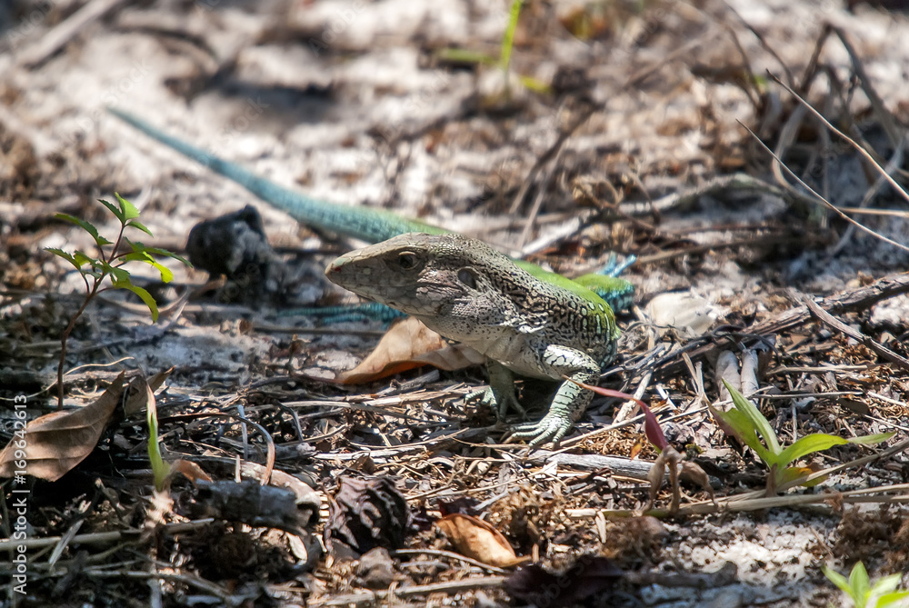 Calango-verde (Ameiva ameiva) | Giant ameiva fotografado em Guarapari ...