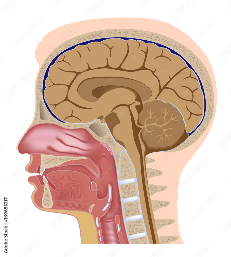 Median section of human head Stock Illustration | Adobe Stock