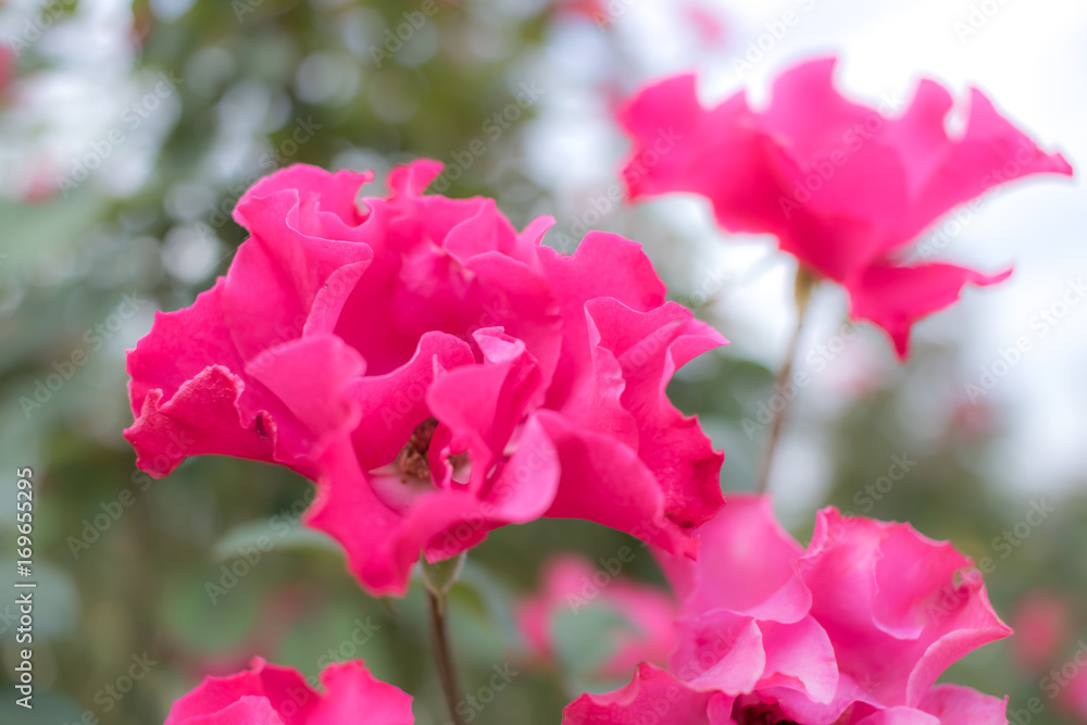 Permanent Wave; Floribunda Rose, Pink Rose Made by Leenders in ...