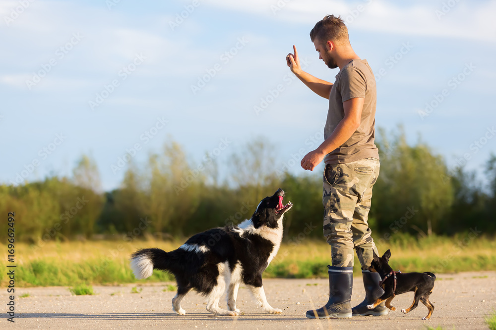 man trains with two dogs outdoors Stock Photo | Adobe Stock