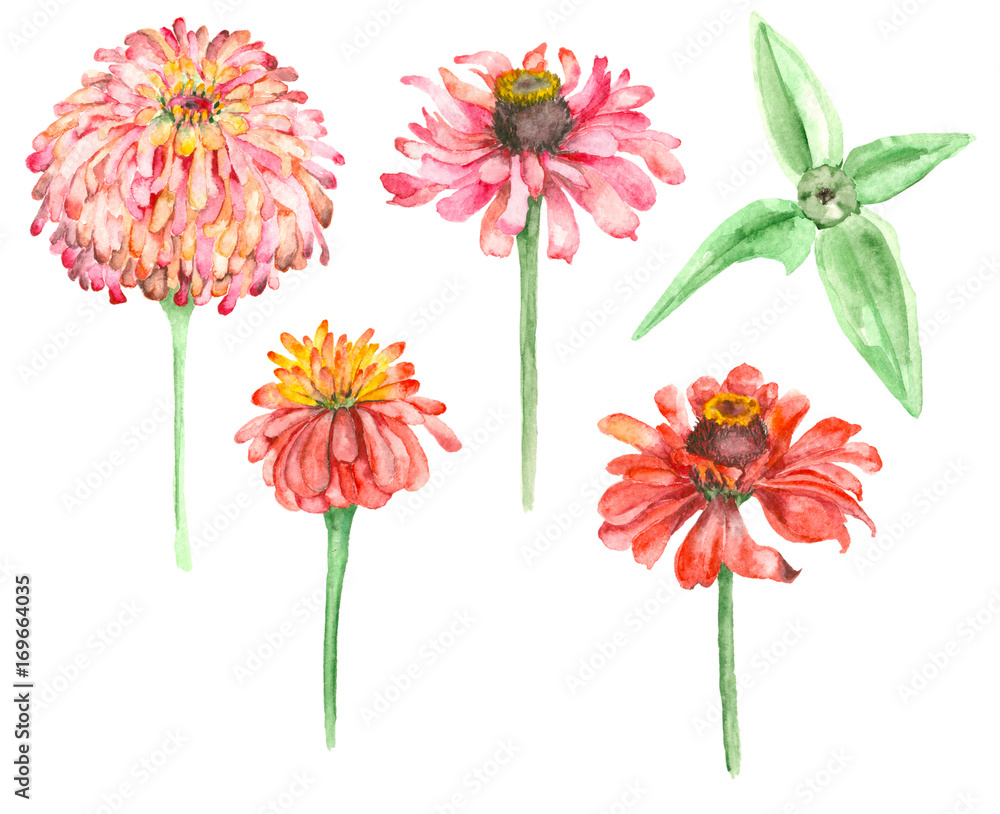 Watercolor hand drawn Zinnia Stock Illustration | Adobe Stock