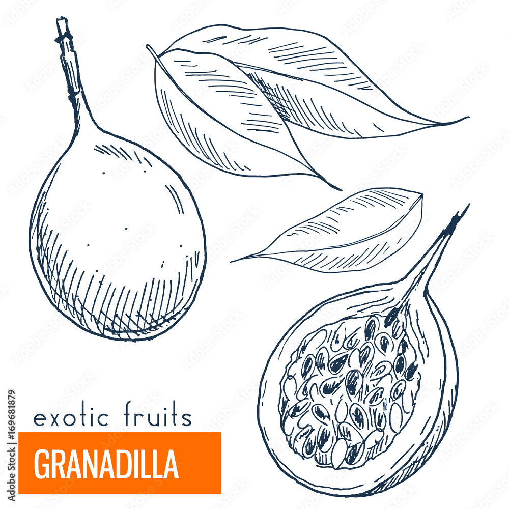 Granadilla. Hand drawn vector illustration Stock Vector | Adobe Stock