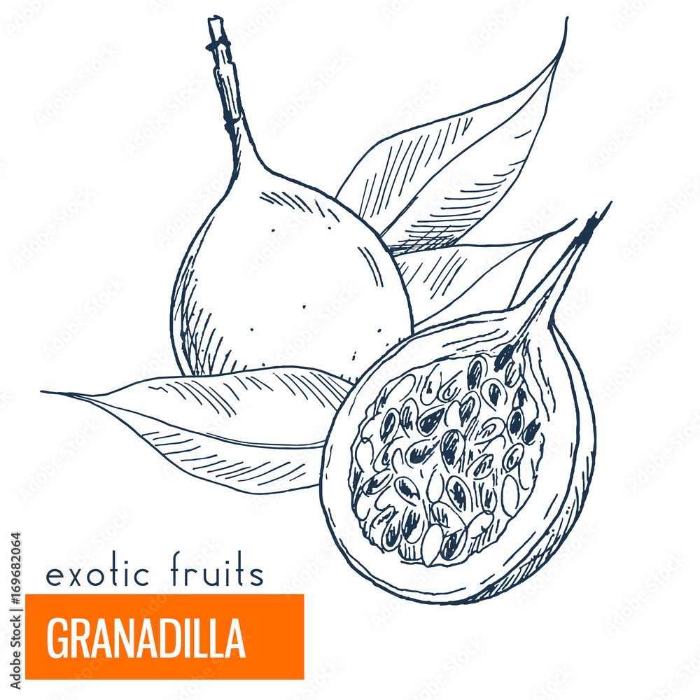Granadilla. Hand drawn vector illustration Stock Vector | Adobe Stock