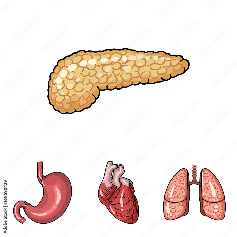 Heart, lungs, stomach, pancreas. Human organs set collection icons in ...