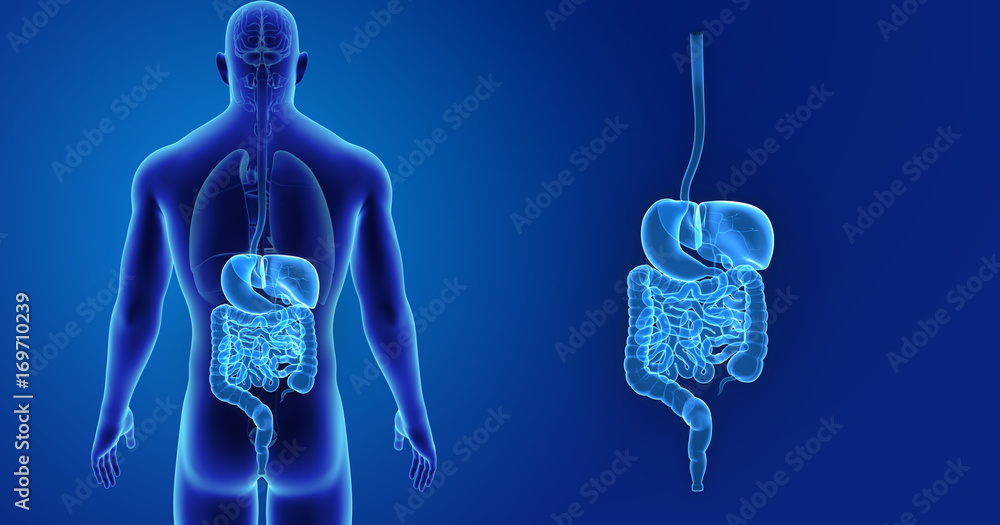 Digestive system zoom with organs posterior view Stock Photo | Adobe Stock