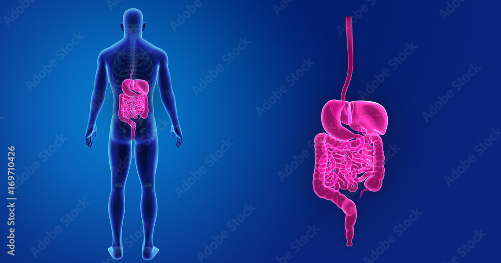Digestive system zoom with skeleton posterior view Stock Illustration ...