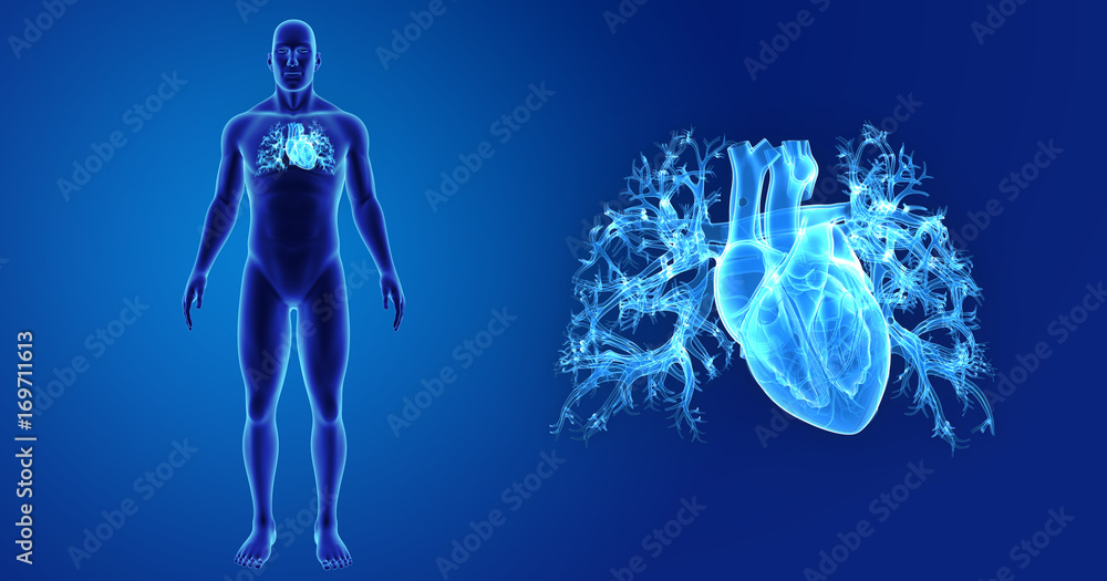 Heart zoom with body anterior view Stock Photo | Adobe Stock