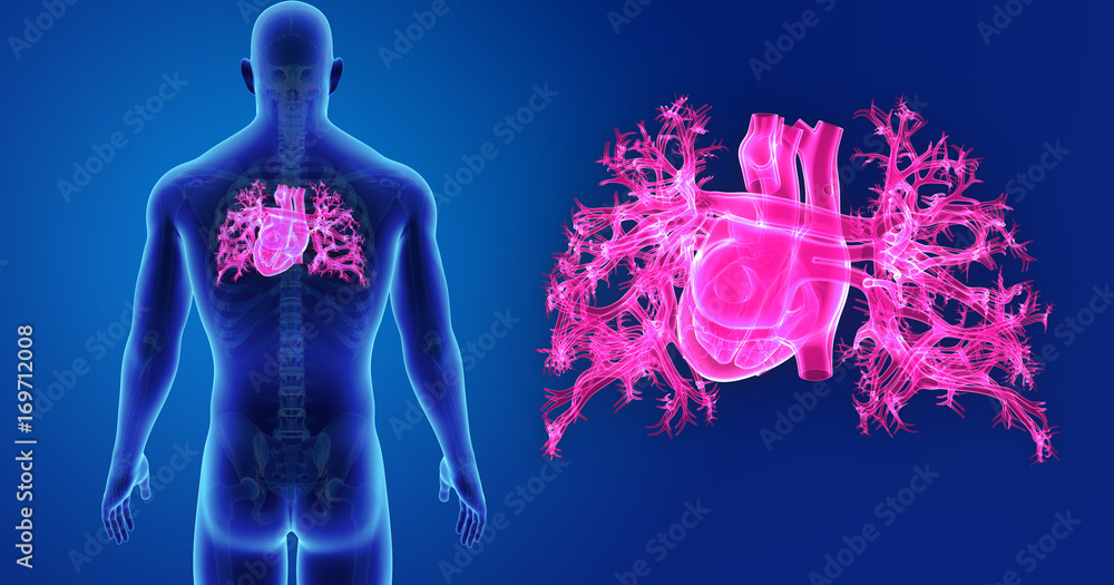 Heart zoom with skeleton posterior view Stock Illustration | Adobe Stock