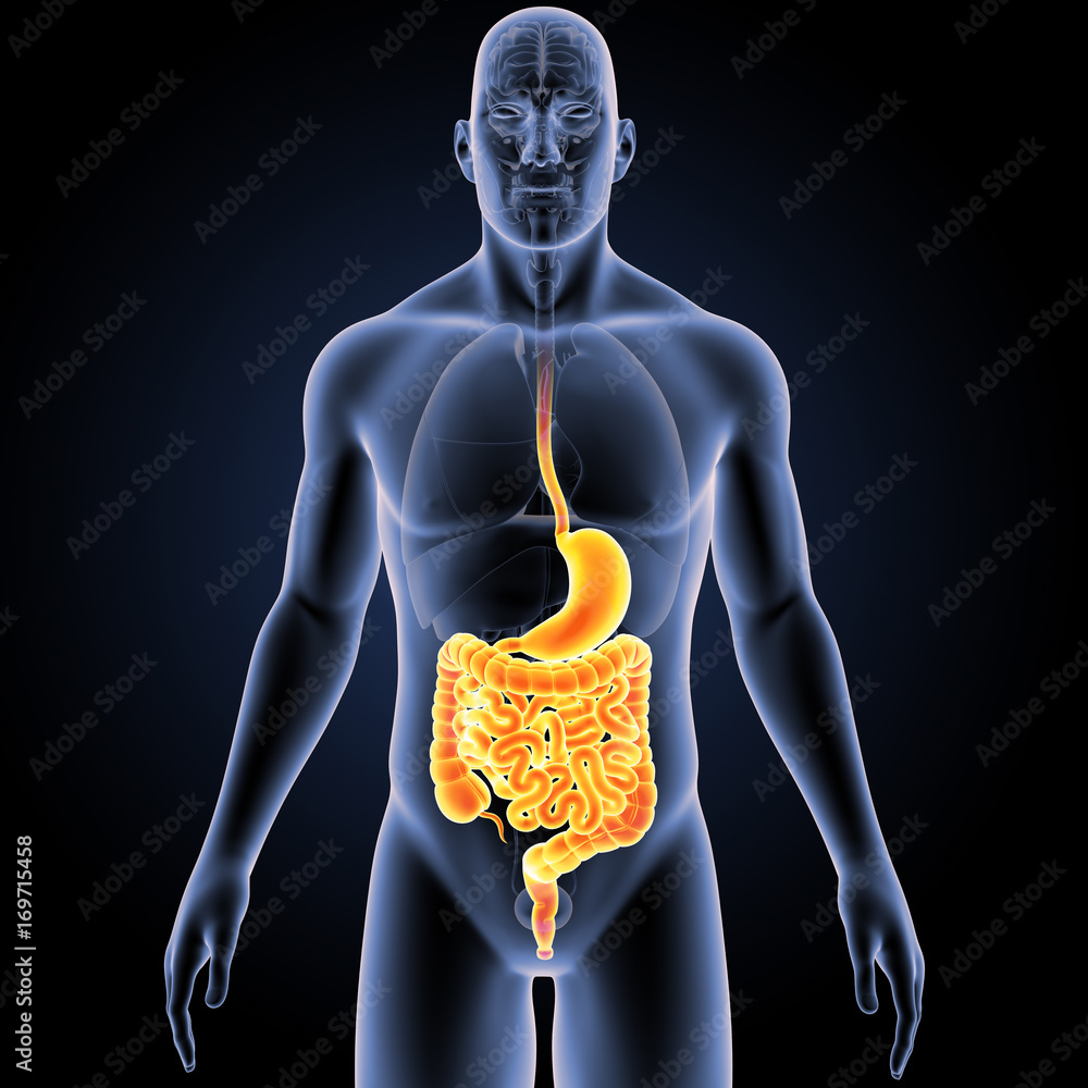 Stomach and intestine with organs anterior view Stock Photo | Adobe Stock