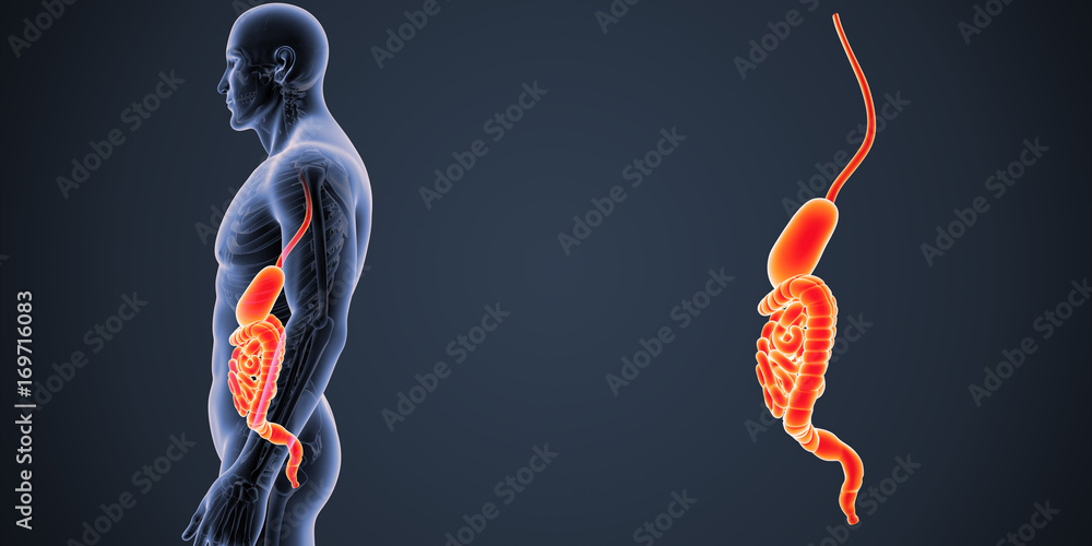 Stomach and intestine zoom with skeleton lateral view ilustración de ...