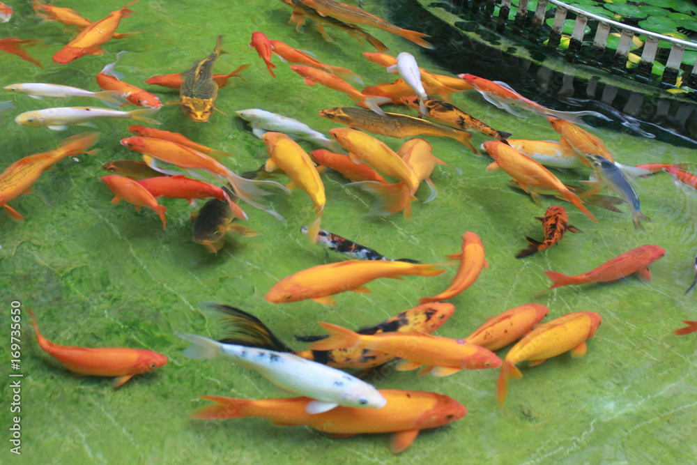 Peces Coi en estanque Stock Photo | Adobe Stock