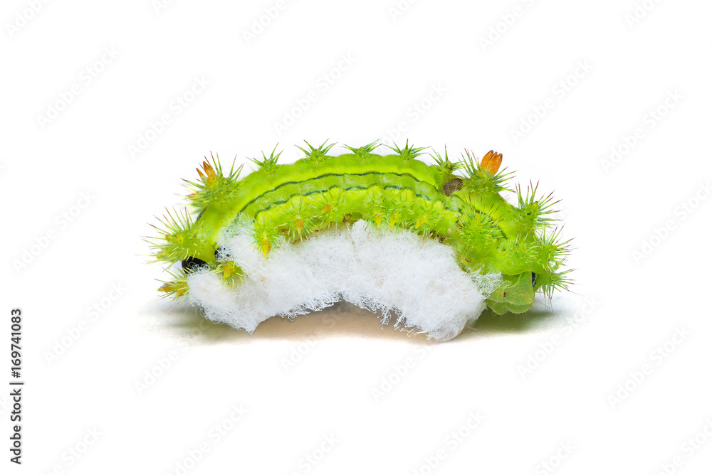 Slug moth caterpillar and its cocoon isolated on white background Stock ...