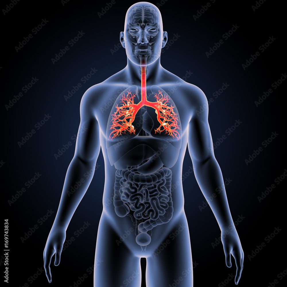 Trachea with Organs anterior view Stock Photo | Adobe Stock