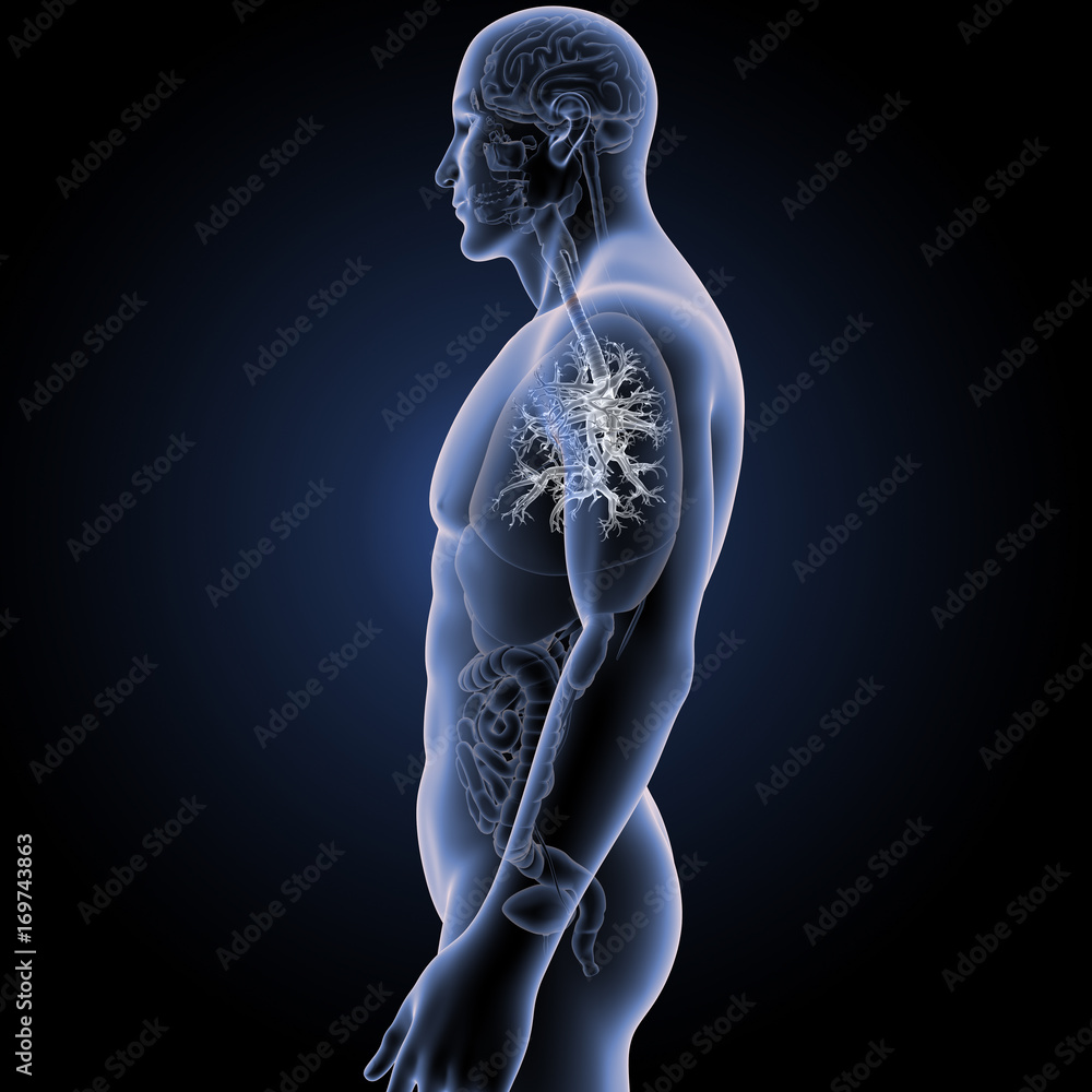 Trachea with Organs lateral view Stock Photo | Adobe Stock