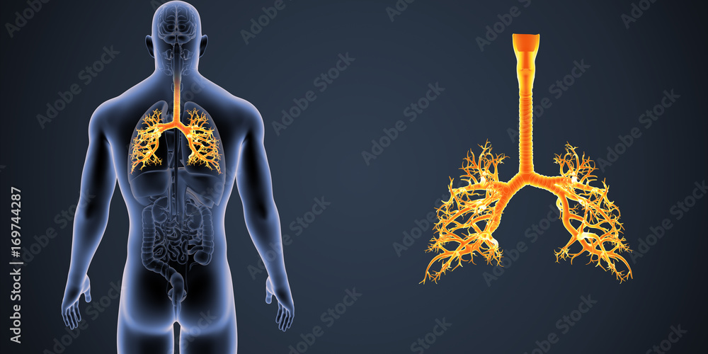 Trachea zoom with Organs posterior view Stock Photo | Adobe Stock