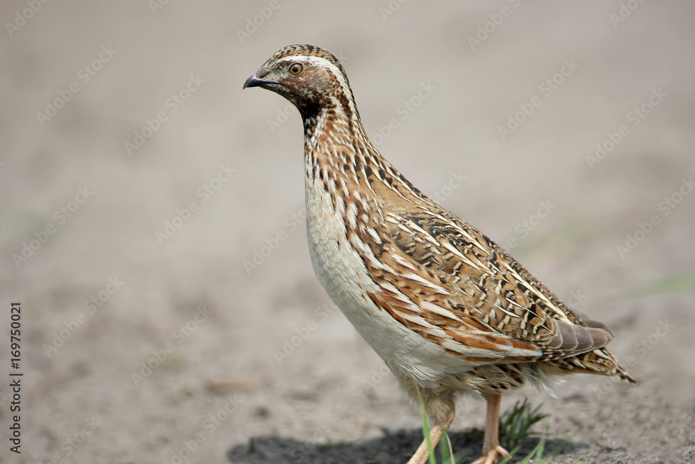 The common quail (Coturnix coturnix) or European quail extra close up ...
