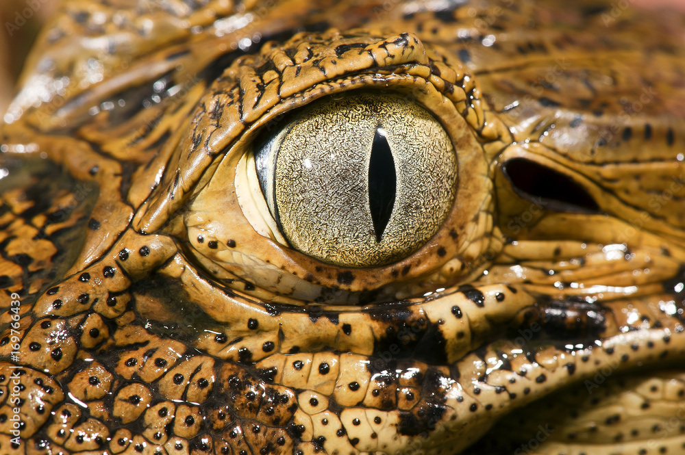 Jacaré-de-papo-amarelo (Caiman latirostris) | Broad-snouted caiman ...
