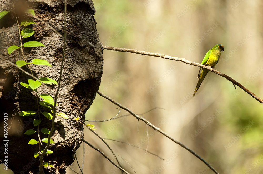 Periquito-rei (Eupsittula aurea) | Peach-fronted Parakeet fotografado ...