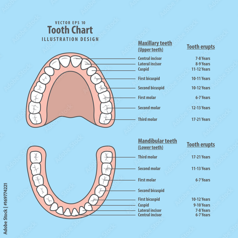 Tooth chart with tooth erupts illustration vector on blue background ...