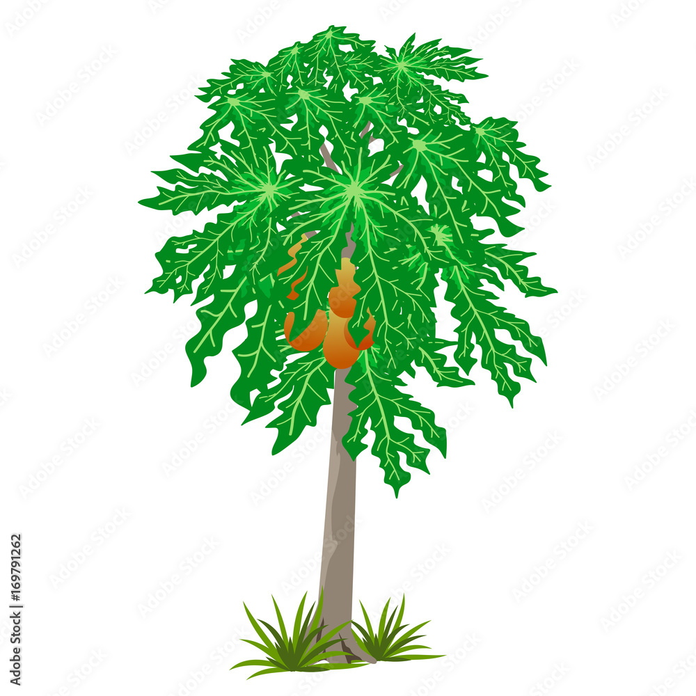Papaya Tree Drawing