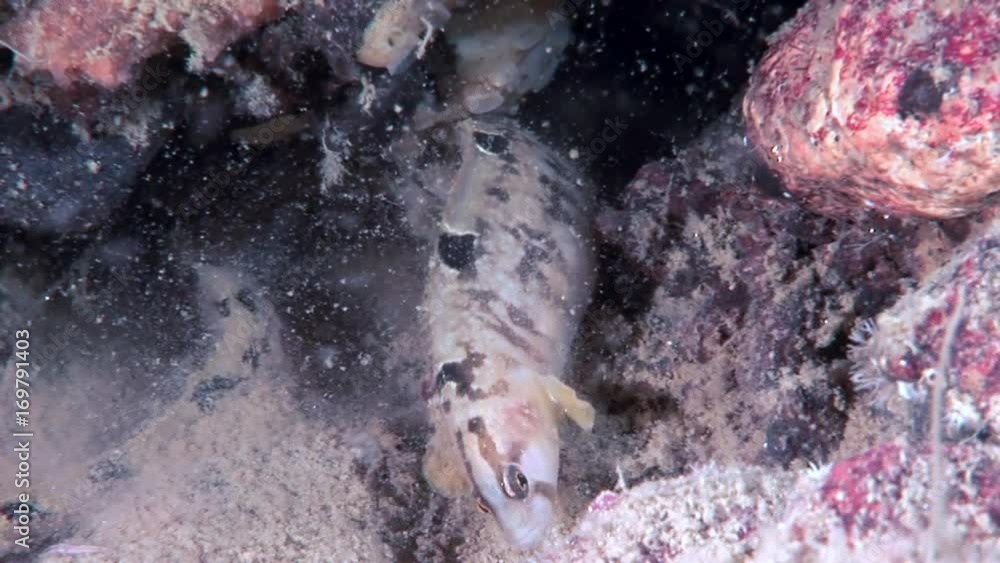 Eel pout mutton fish perciform on seabed underwater in ocean of White ...