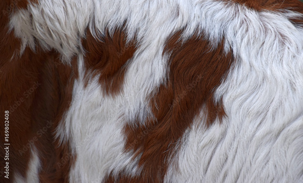 Teilstück eines Kuhfell von einem lebenden Simmentaler Fleckvieh, Bos ...