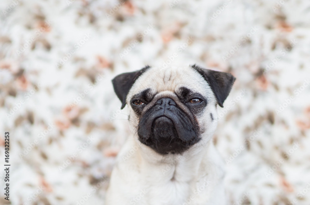 Grumpy Dog