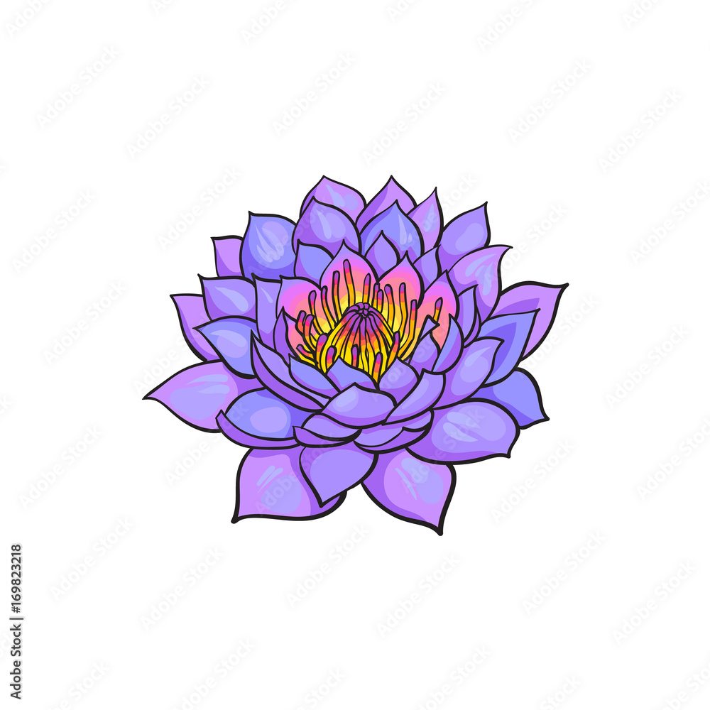 vector sketch cartoon lotus flower blossom blooming. Isolated ...