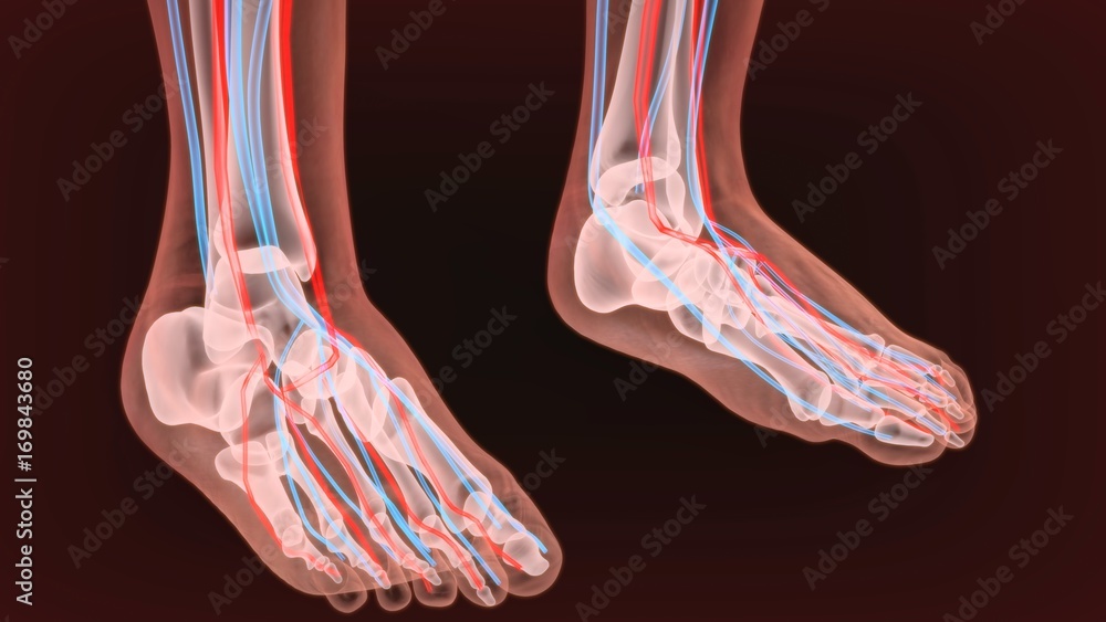Medically accurate anatomy illustration of human feet legs with nervous ...