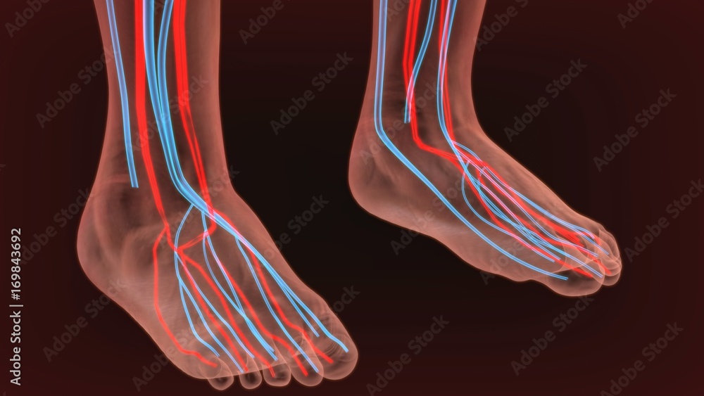 Medically accurate anatomy illustration of human feet legs with nervous ...