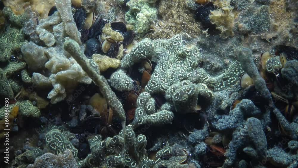 Botryllus schlosseri, commonly known as the star ascidian or golden ...