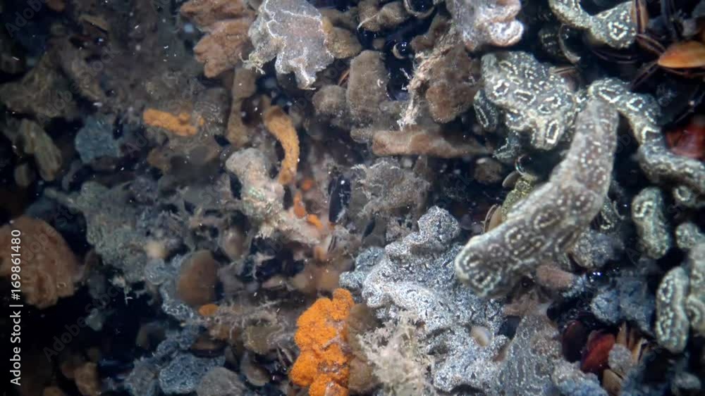 Botryllus schlosseri, commonly known as the star ascidian or golden ...