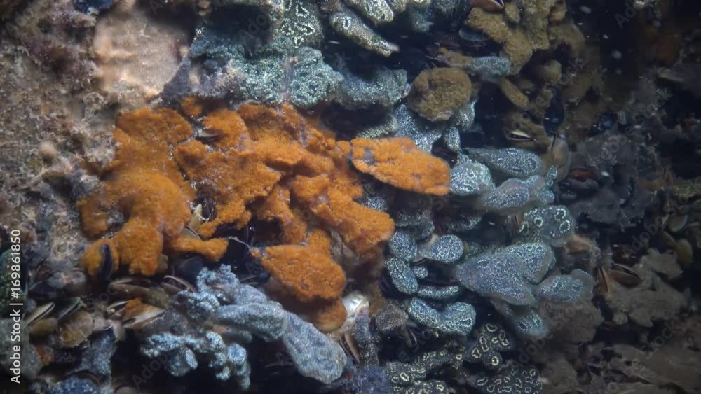 Botryllus schlosseri, commonly known as the star ascidian or golden ...