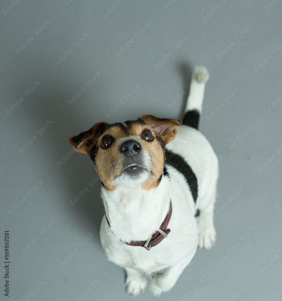 jack russell Stock Photo | Adobe Stock