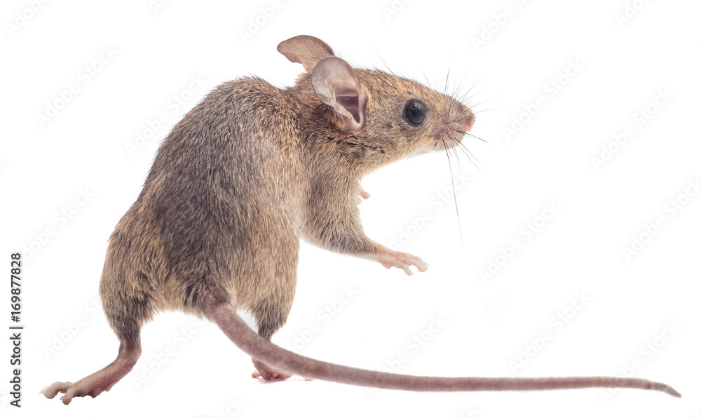 Mouse isolated on white background Stock Photo | Adobe Stock