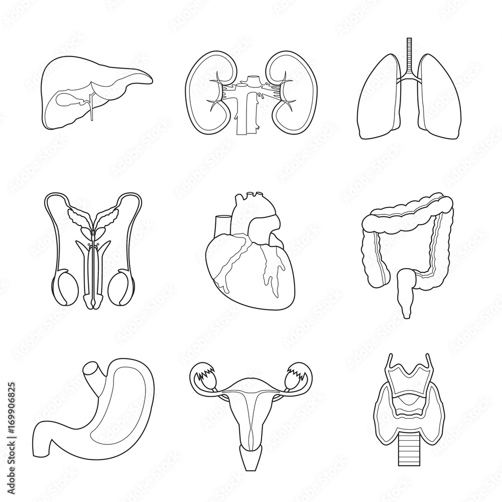 Set of simple human internal organs line art icons on white background ...