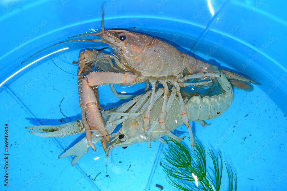 Snow White Crayfish