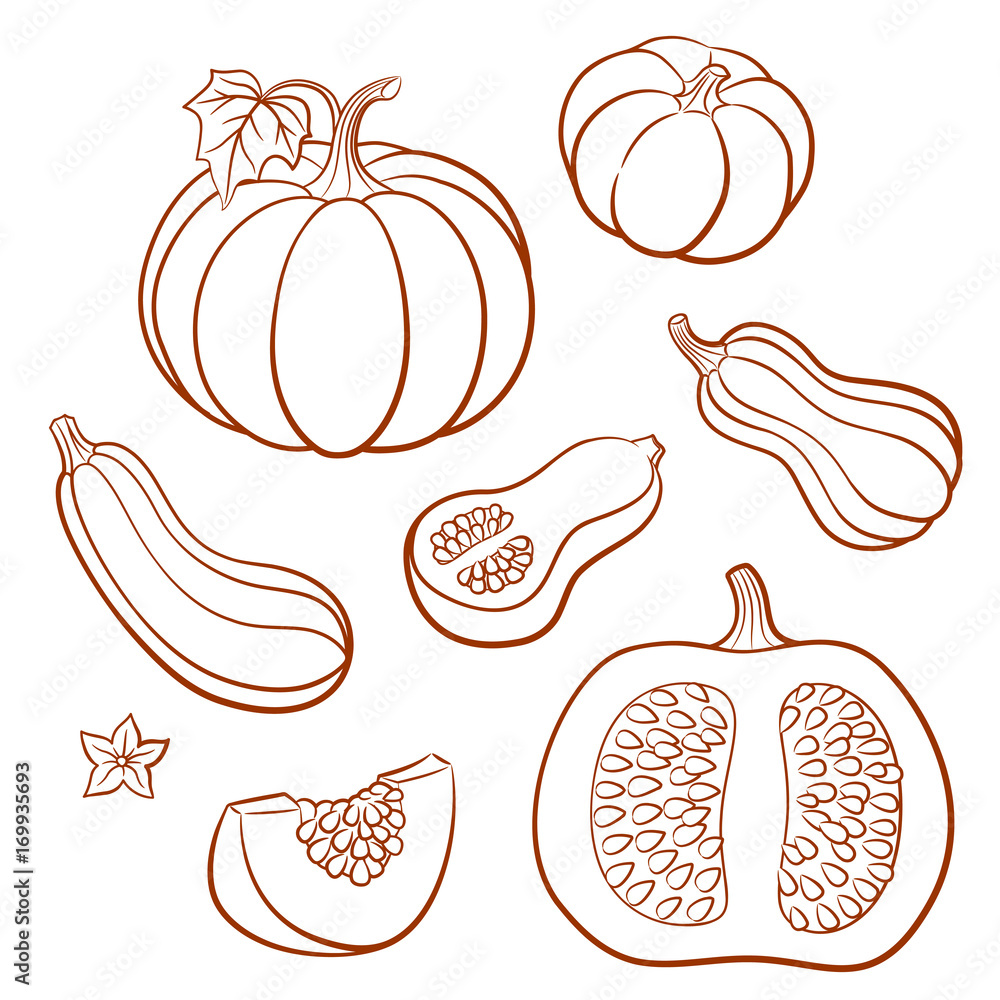 Squash Outline